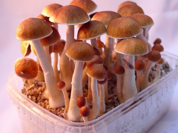Psilocybe, effets, risques, témoignages — PsychoWiki, le wiki de ...