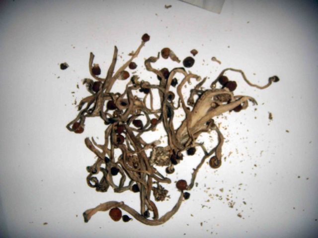 Fichier:Psylos.jpg — PsychoWiki, le wiki de Psychoactif